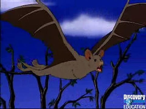 The Magic School Bus: Going Batty - YouTube