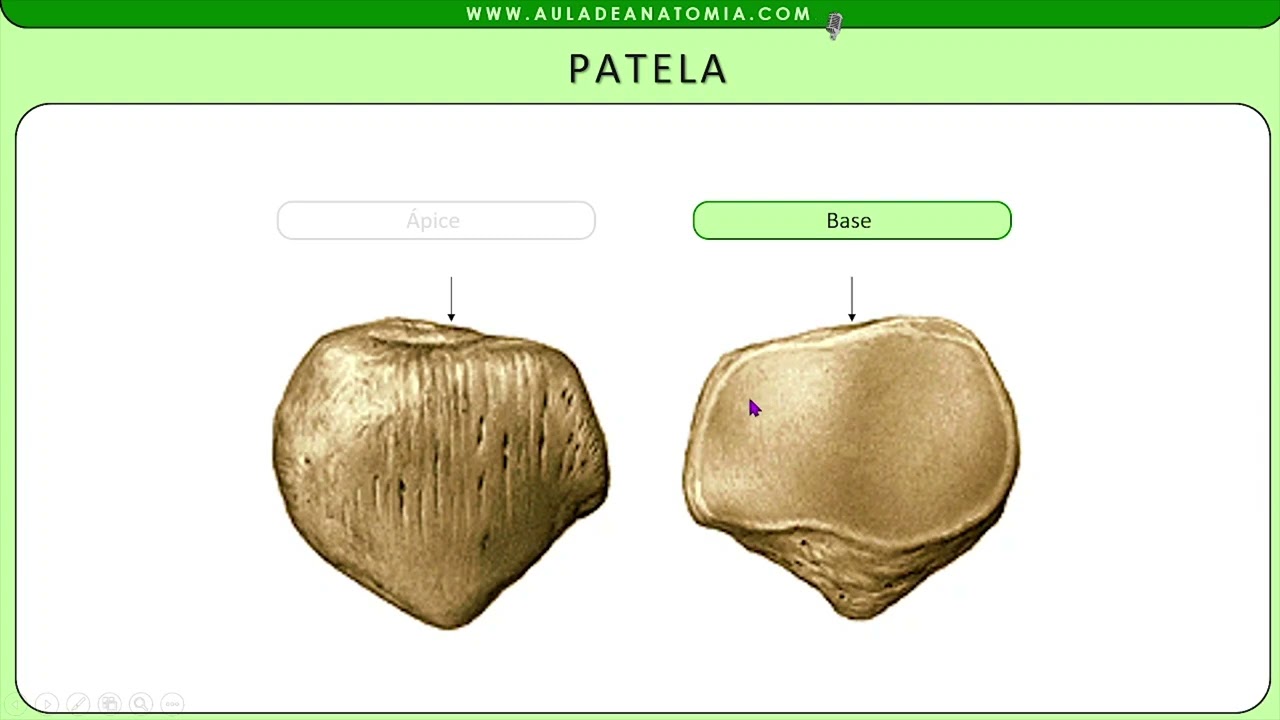 Ossos Da Patela