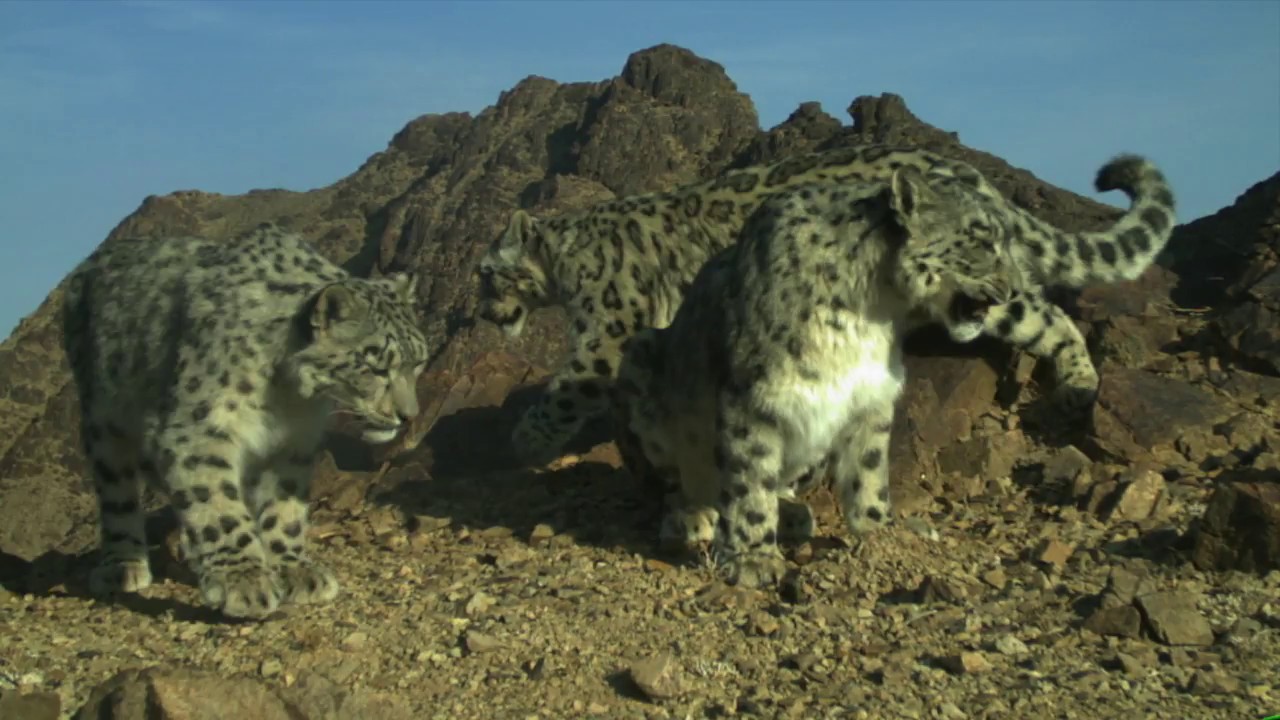 A Family of Four: Rare Footage of Wild Snow Leopards - YouTube
