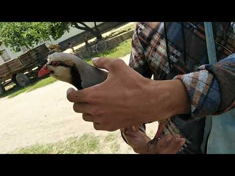 Сураки сархади ва Дангара