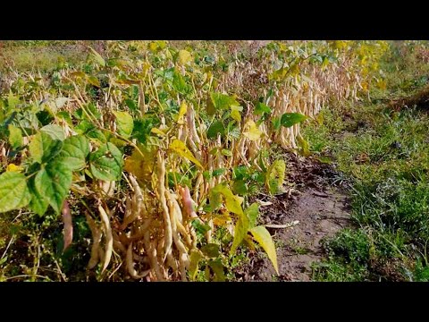 this is how we got beans from the garden during harvesting - YouTube