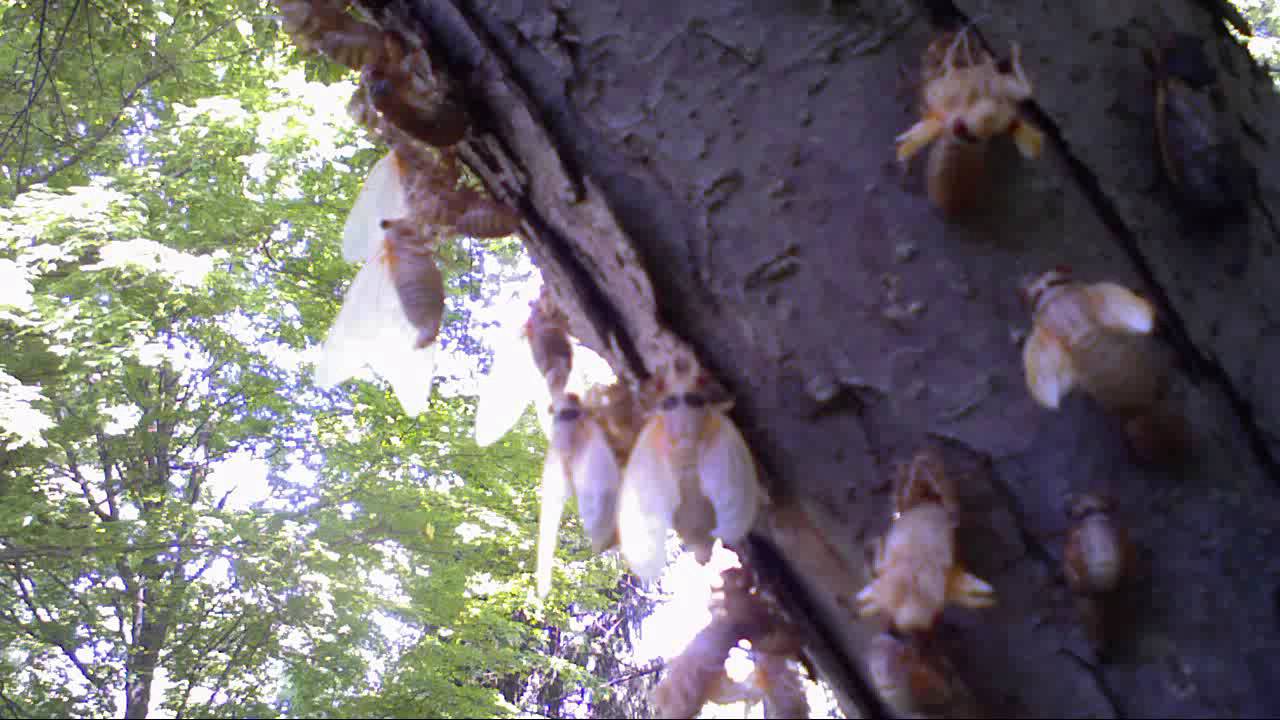 Time lapse of 17-year cicadas shedding their shells - YouTube