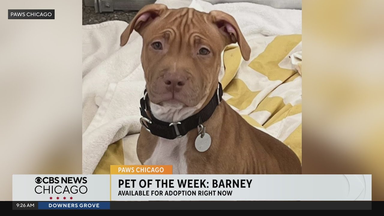 Meet Barney, PAWS Chicago’s Pet of the Week - YouTube