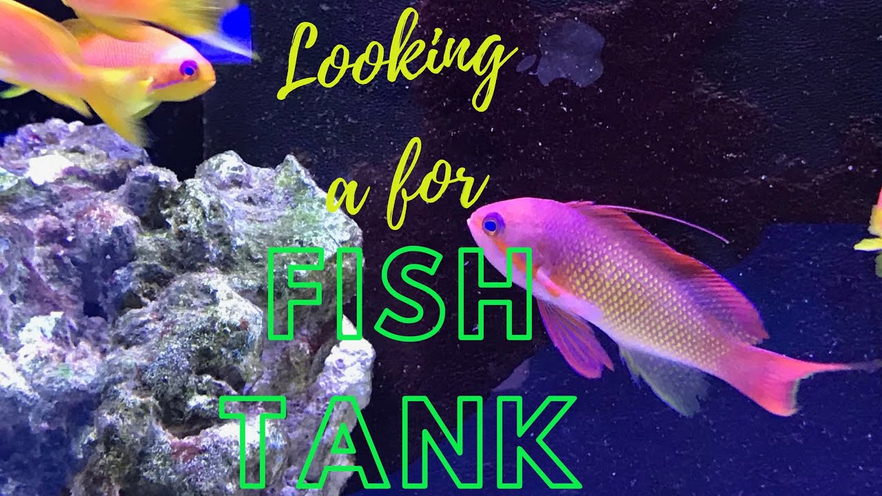 LOOKING FOR A FISH TANK|VLOGS WITH CHILLI - YouTube
