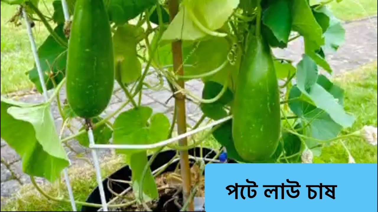 Prepare your pot for bottle gourd/ লাউ/কদু #garden #bangladesh #uk # ...
