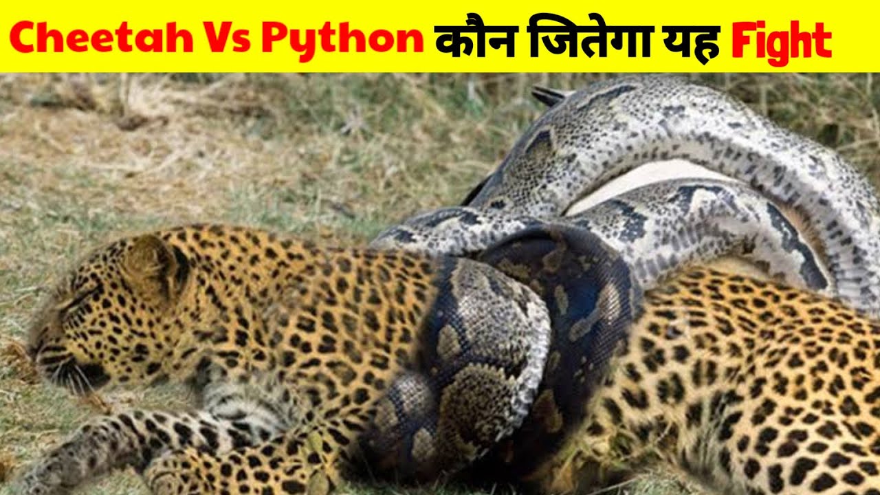 Cheetah Vs Python कौन जितेगा इस Fight में | Cheetah ने अजगर को दर्दनाक ...