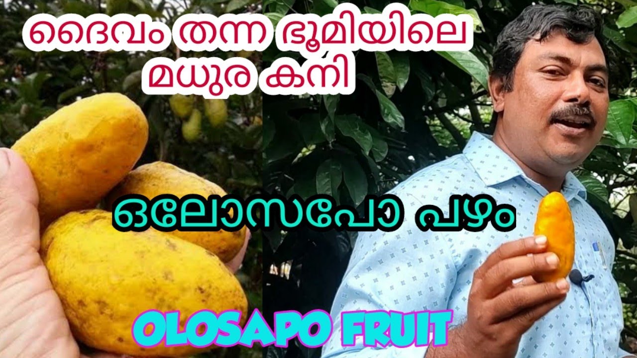 ദൈവം നൽകിയ മധുര കനി ഒലോസപോ പഴം/Olosapo Fruit Malayalam/Olosapo Fruit ...