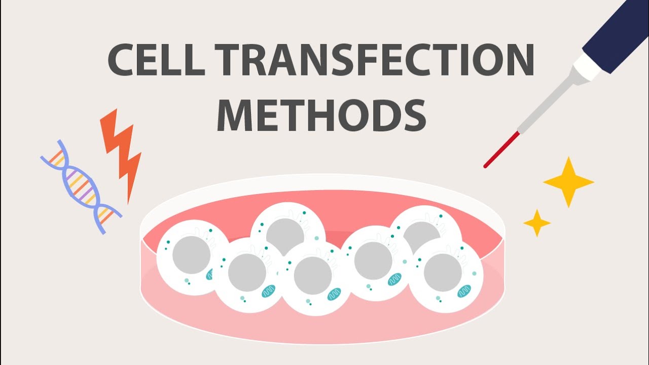 Introduction to Cell Transfection: Part 2 - YouTube