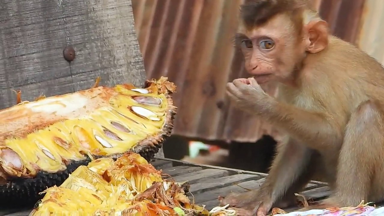 Found Baby Monkey's YaYa Sister in Jungle, Rescue YaYa's Sister from ...