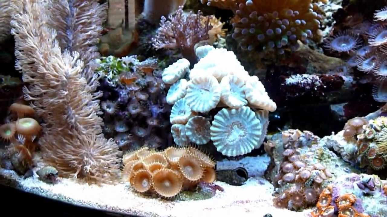 JBJ 12 Nano Cube DX 08/19/10 Nano Reef - YouTube