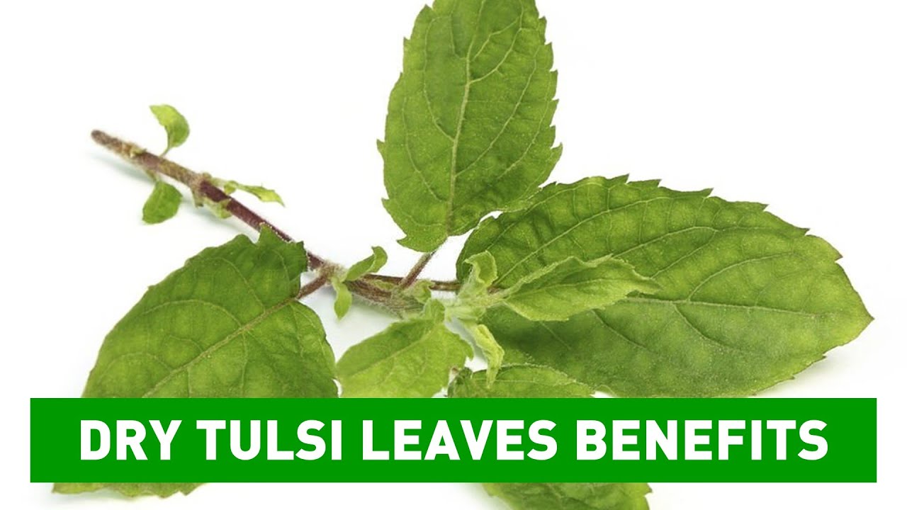 Unlock the Amazing Health Benefits of Dry Tulsi Leaves! - YouTube