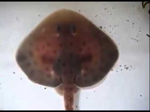 Baby Skate Hatching - YouTube