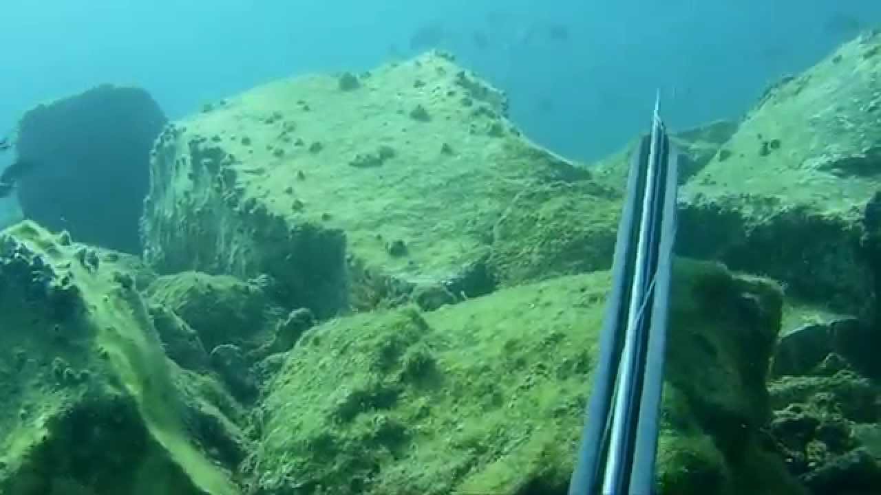 Pesca Sub :: Saraghi e Saragone PATHOS LASER 100 - YouTube