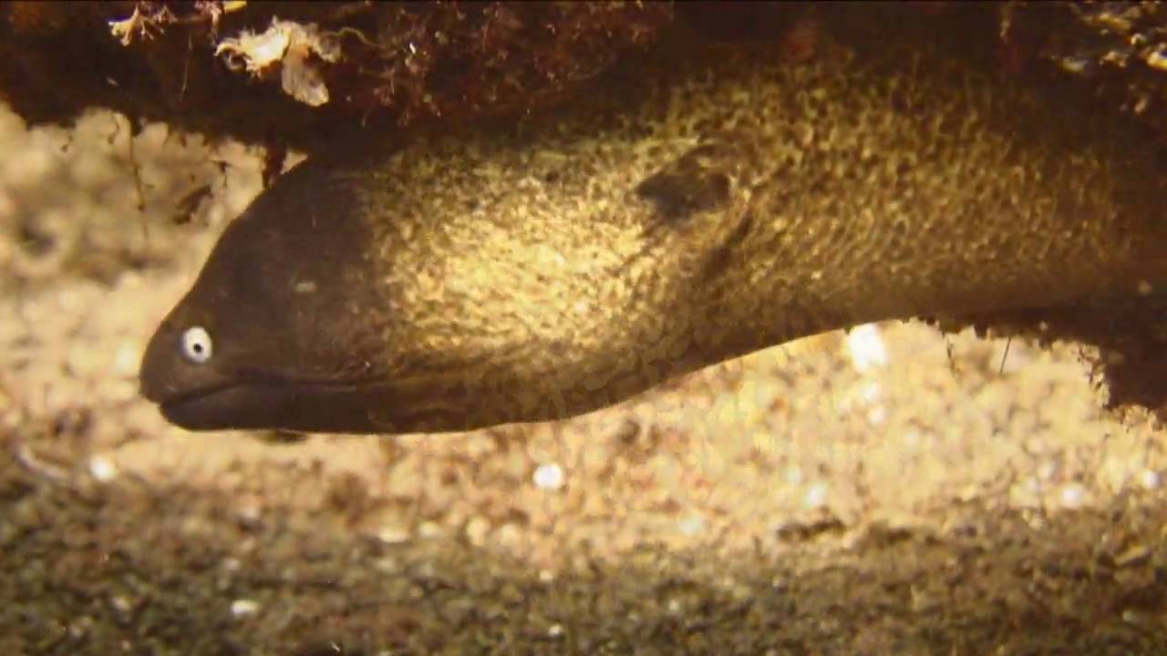 Lembeh Strait, Indonesia scuba diving: eels sea snakes - YouTube