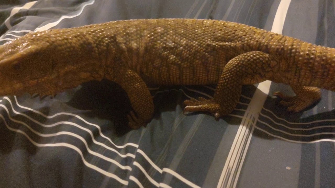 Savannah monitor bite - YouTube