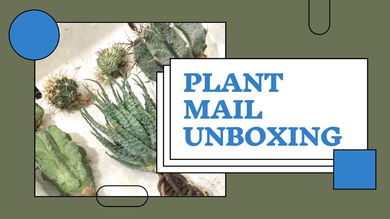 Plant Mail Unboxing from LDP - YouTube