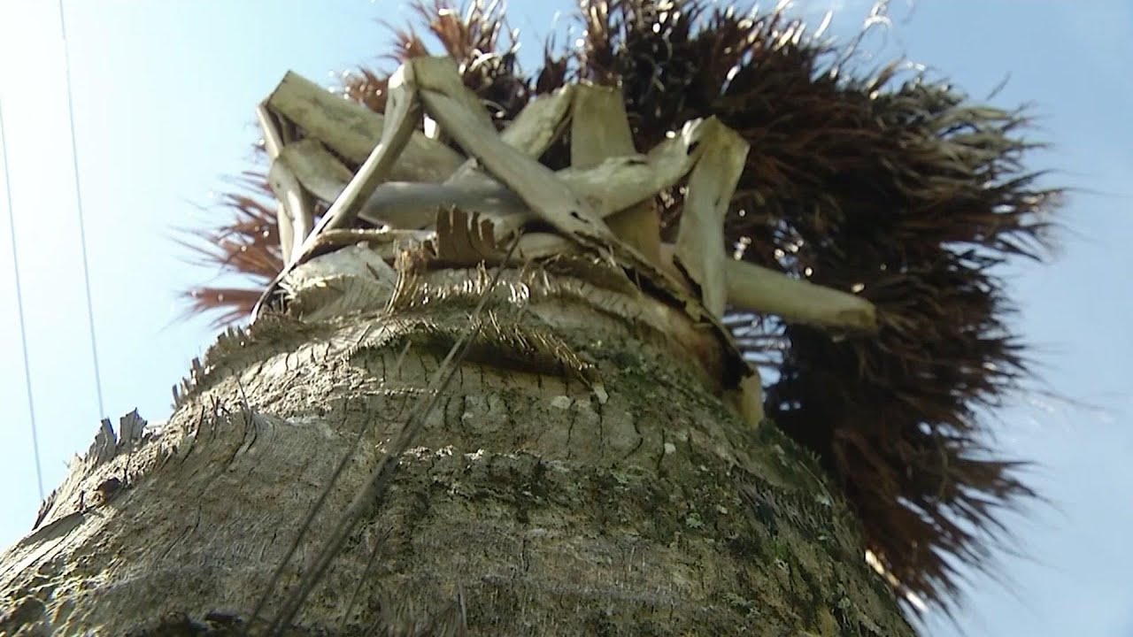 Florida’s iconic palm trees threatened - YouTube