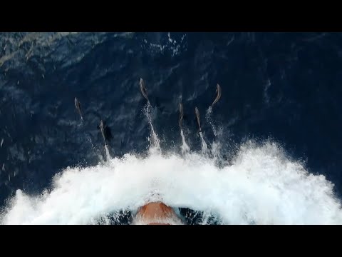 Hundreds of dolphins race ahead of the ship || Amazing sea creatures ...
