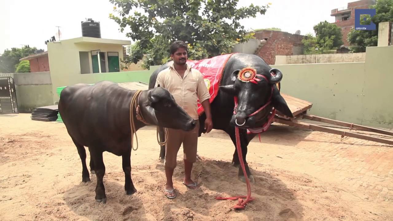 The One Million Dollar Bull - YouTube