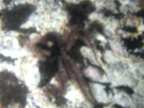 Adam McKenzie-Night Dive-Robbs Jetty - YouTube
