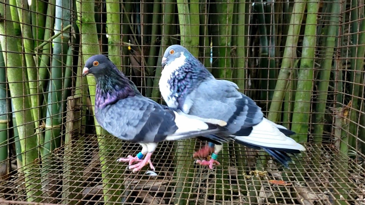 Cuban Pouter - 4sale Smokey Blue Bar Smokey Check Hen - YouTube