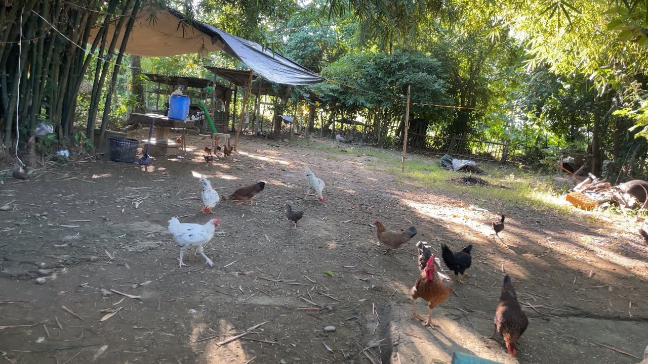 Feeding Time - Free Range Native Chicken | Farm Daily Routine - YouTube