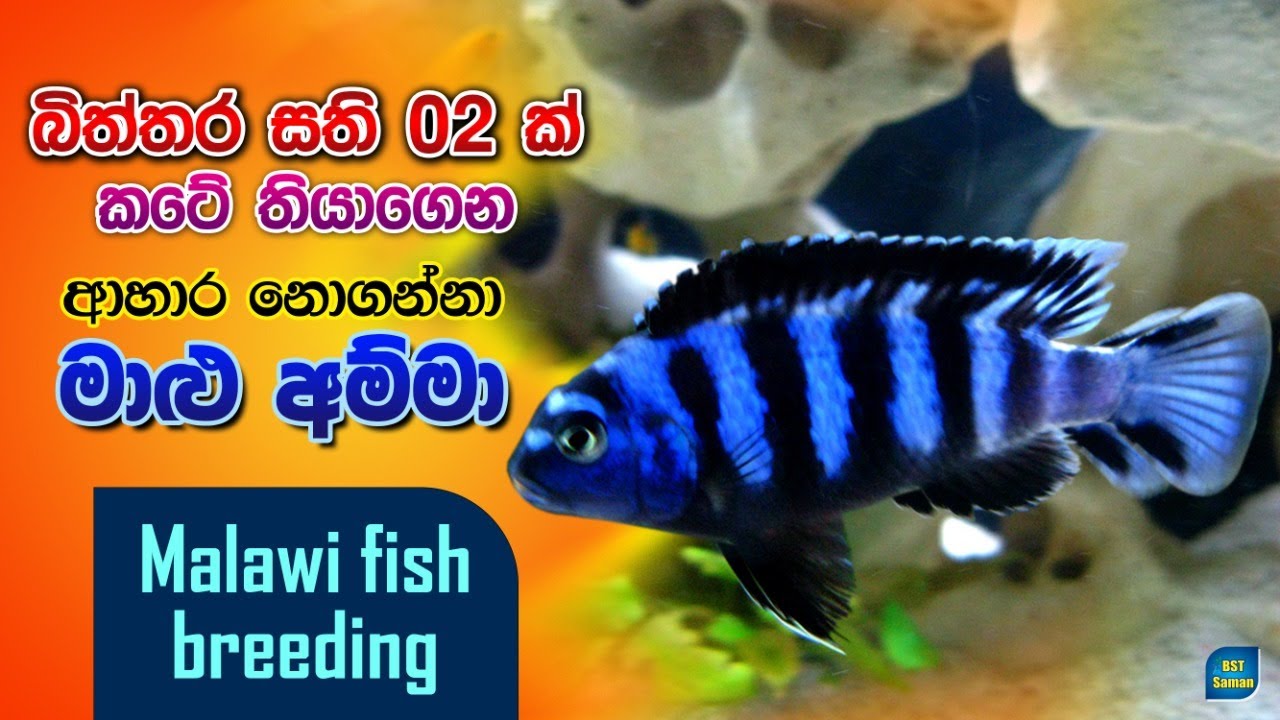 Malawi fish breeding, මලාවි මසුන් අභිජනනය, BST Saman,Mouth breeder's ...