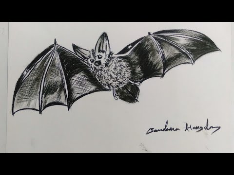 How To Draw A Flaying Bat With Charcoal Pencil Step By Step - YouTube