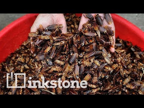 Inside China’s five-star ‘roach hotel’ - YouTube