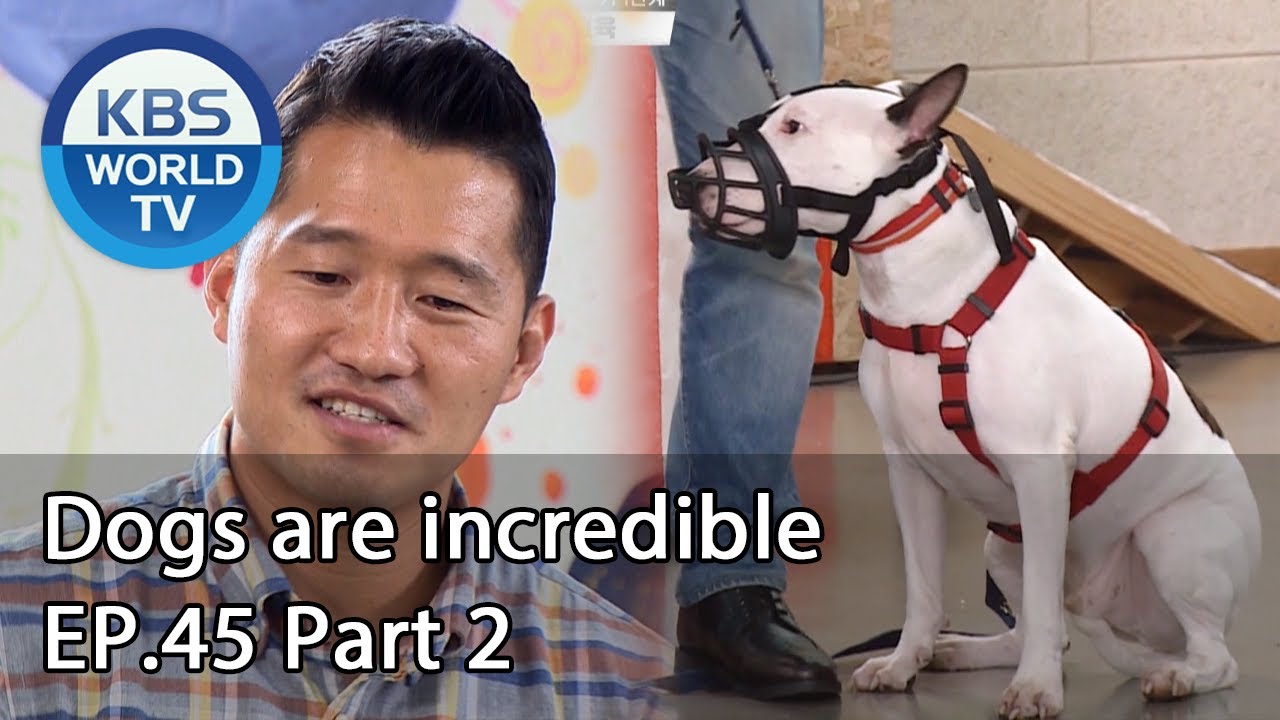 Dogs are incredible EP.45 Part 2 | KBS WORLD TV 200930 - YouTube