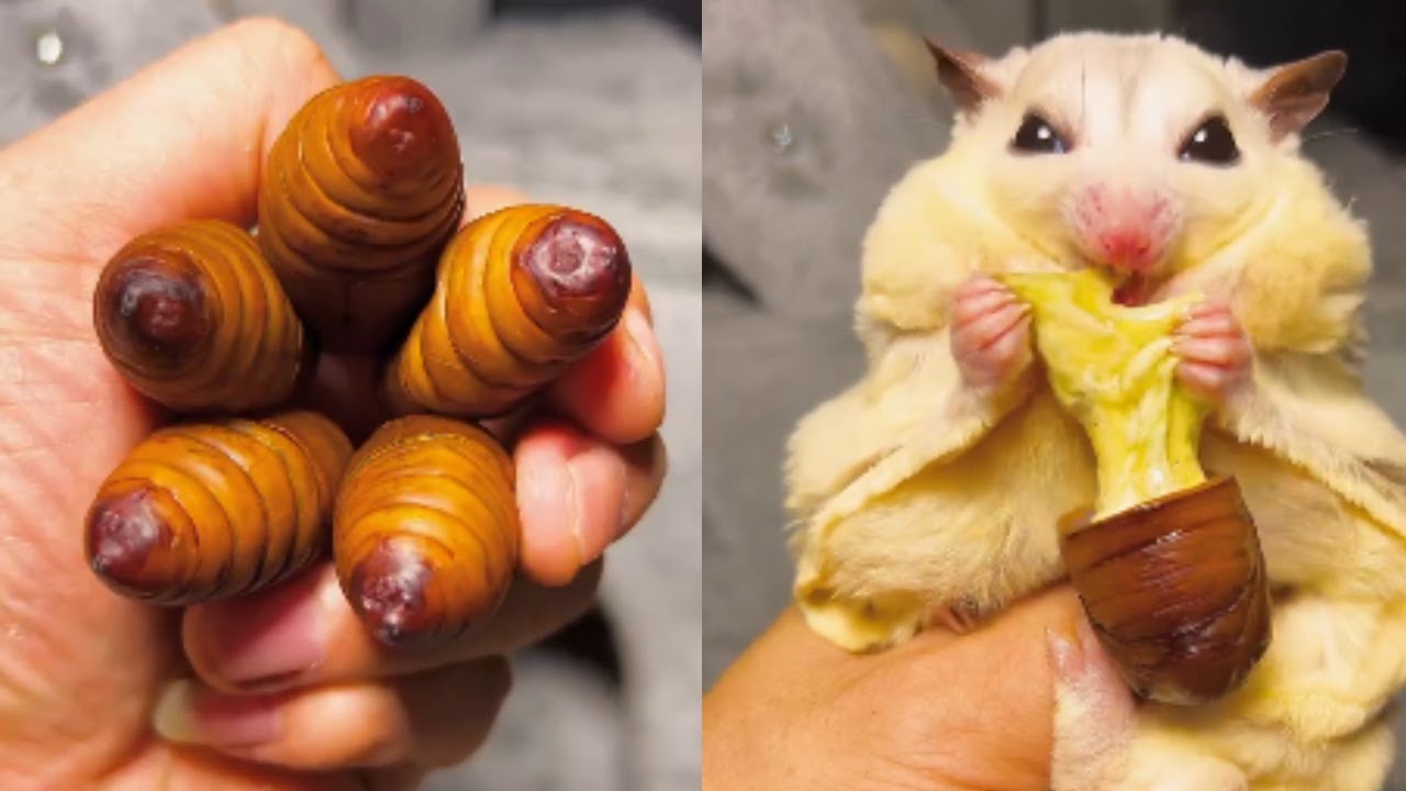Small animals eat delicious cheese, and it tastes - YouTube