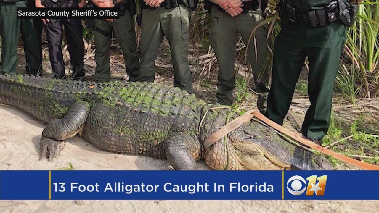 13-Foot Alligator Captured On Florida's Gulf Coast - YouTube