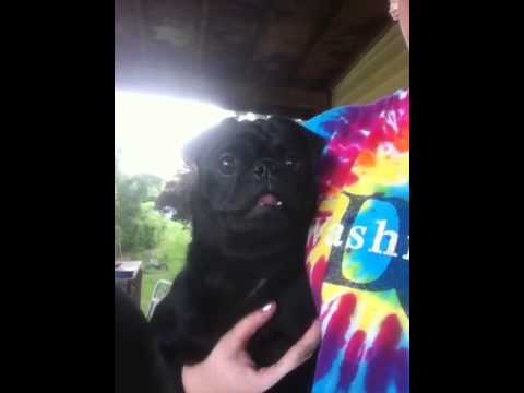 Screaming pug - YouTube