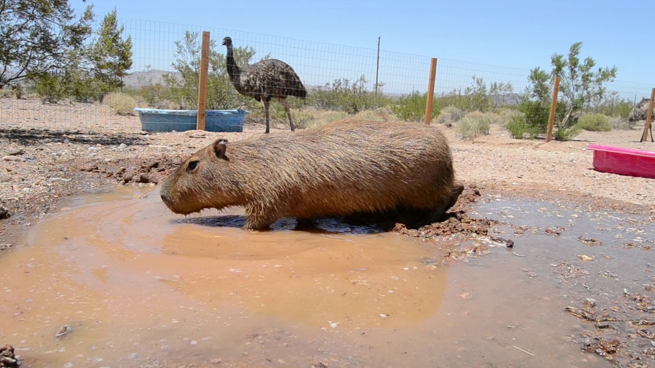 Capybara in the mud - YouTube