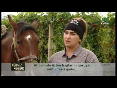 At belində üzüm bağlarını qoruyan mühafizəçi qadın...