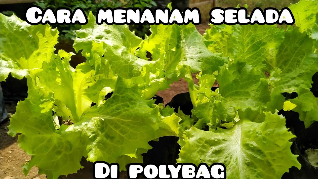 CARA MENANAM SELADA DI POLYBAG ||SEMAI SAMPAI PAENEN - YouTube