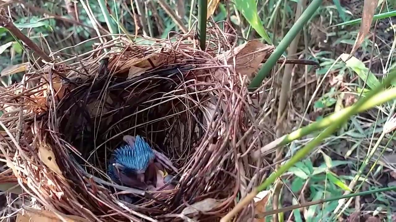 me nyuam noog lom sab fwj - YouTube