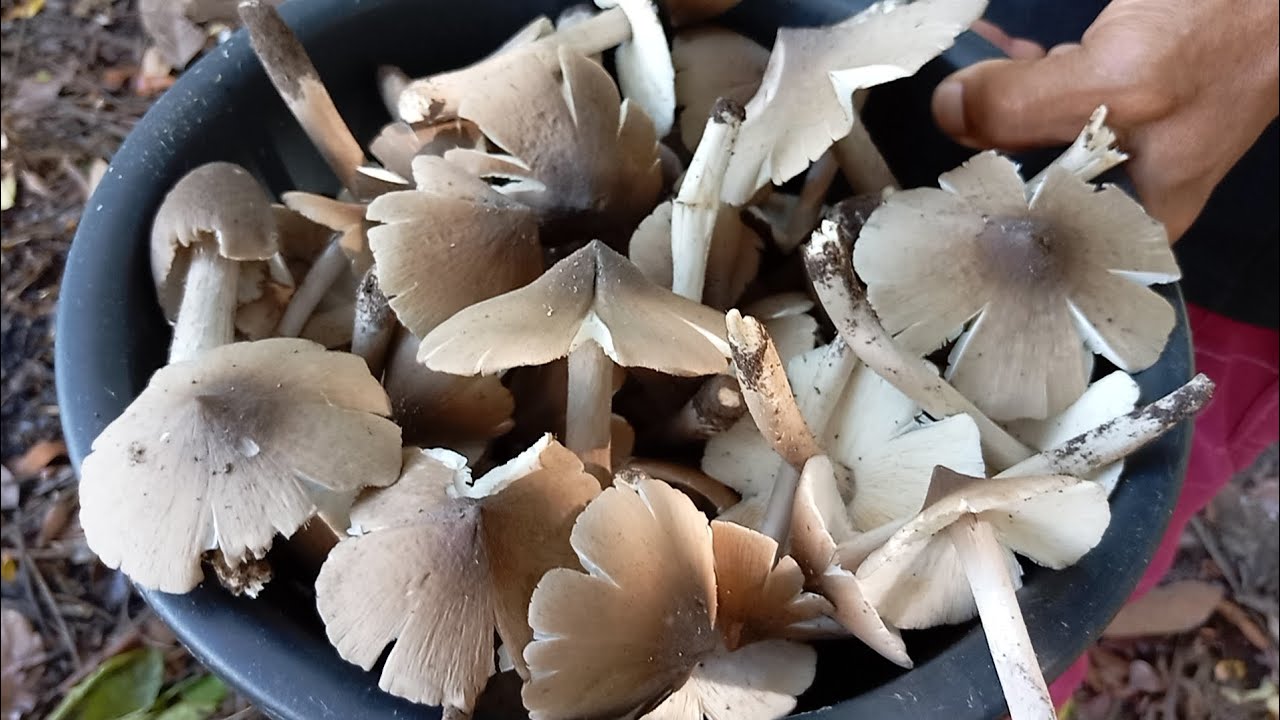 PICKING MUSHROOMS ( KABUTI ) #mushrooms - YouTube