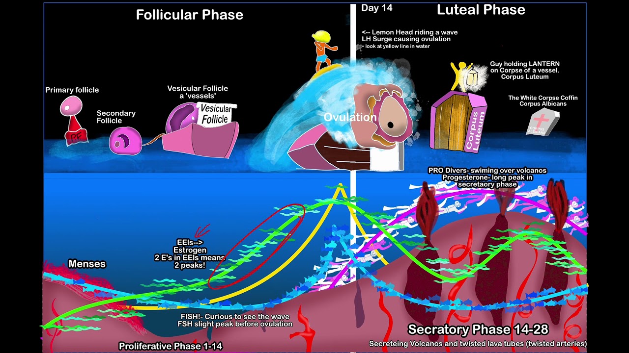 Memorize Menstrual Cycle Sketch - YouTube