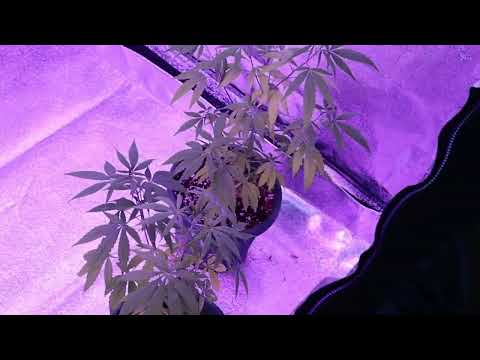 indoor weed grow part1 - YouTube