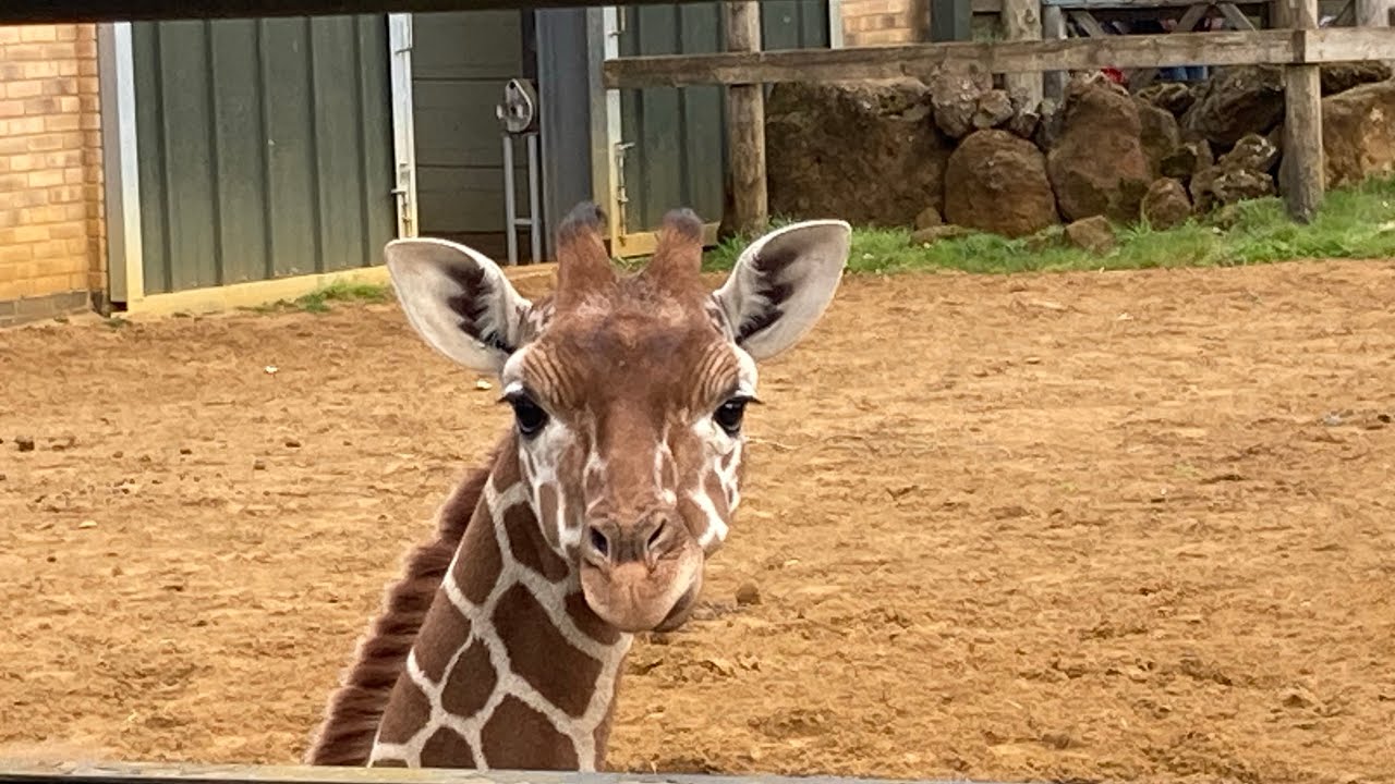 New up The Zoo - YouTube