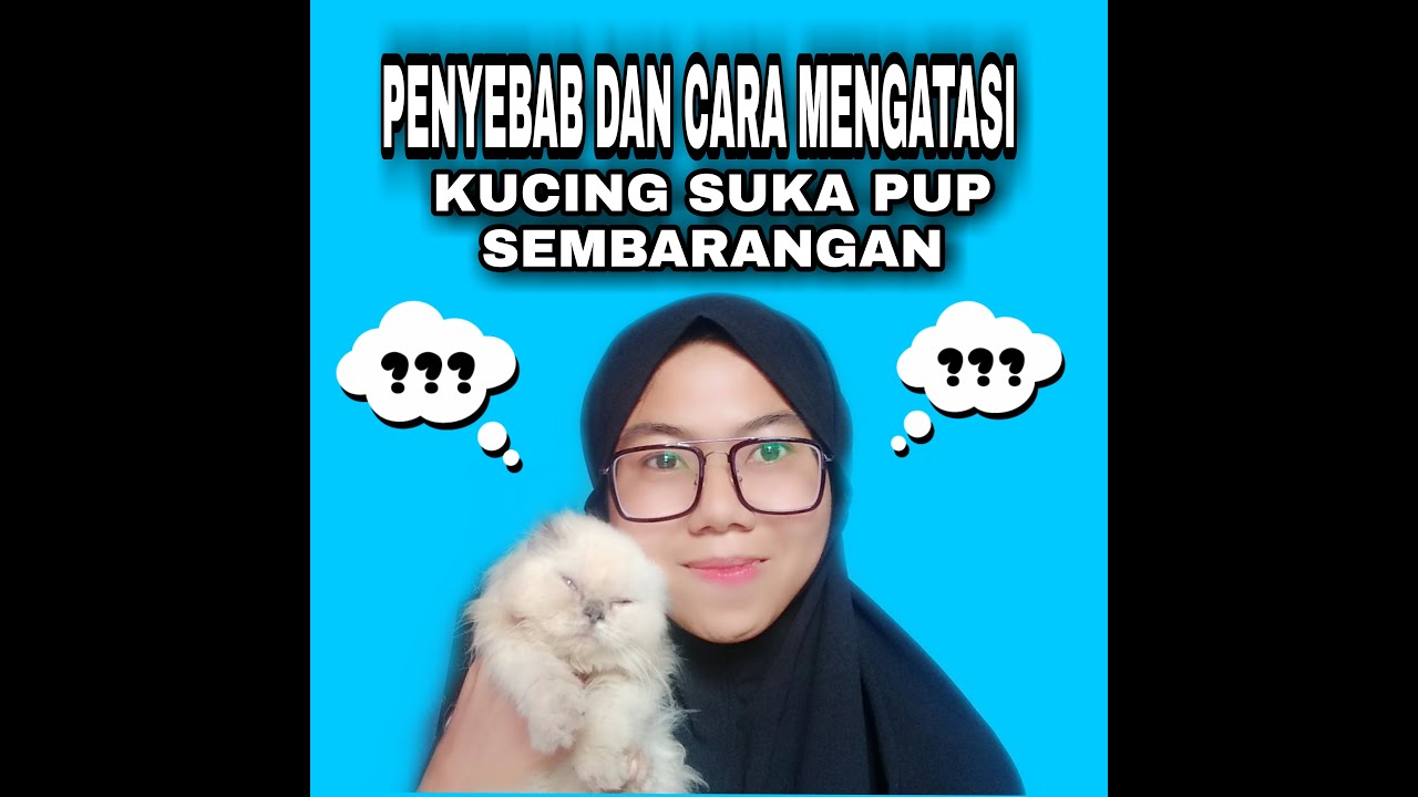 PENYEBAB DAN CARA MENGATASI KUCING SUKA PUP SEMBARANGAN - YouTube