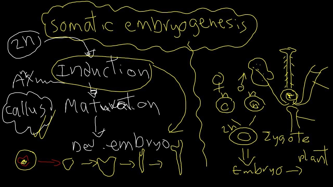 Somatic embryogenesis الاجنة الجسدية - YouTube
