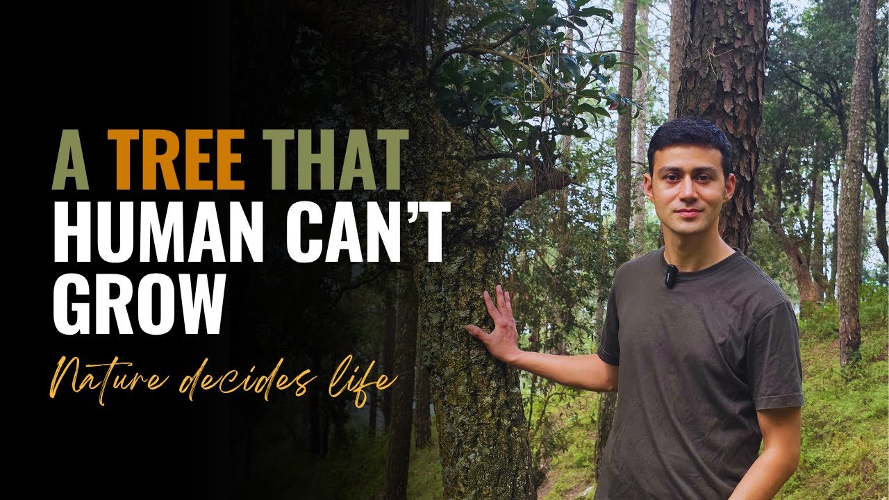 Why This Tree Can’t Be Grown by Humans? - YouTube