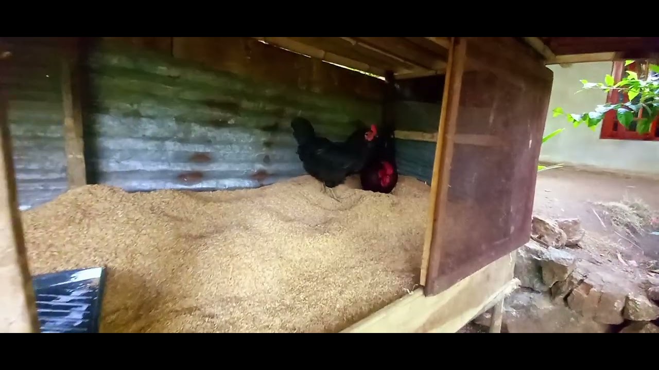 kukul palanaya 3 new home 🐔🐔 # chiks #youtube #youtubeshorts - YouTube