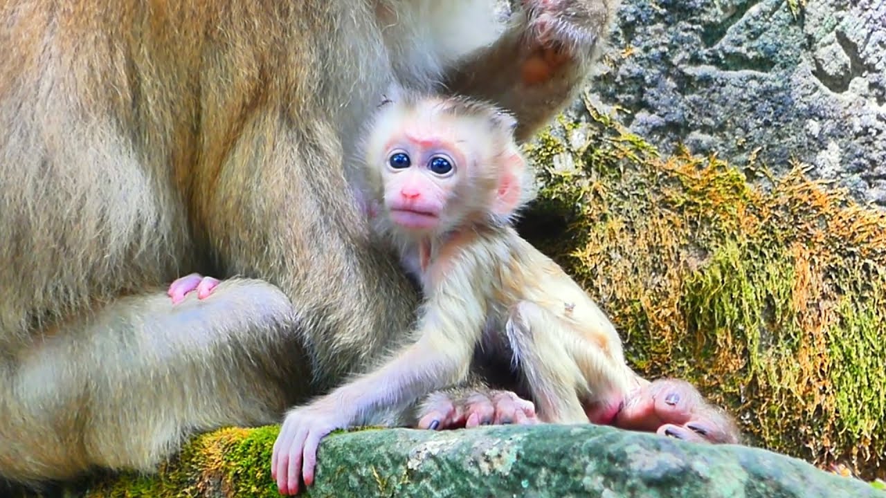 Catch an update about Rose and baby monkey Robin. Both are fine, Rose ...