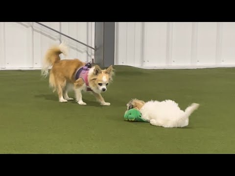 Is Bella Scared of the Havanese Puppy?! - YouTube