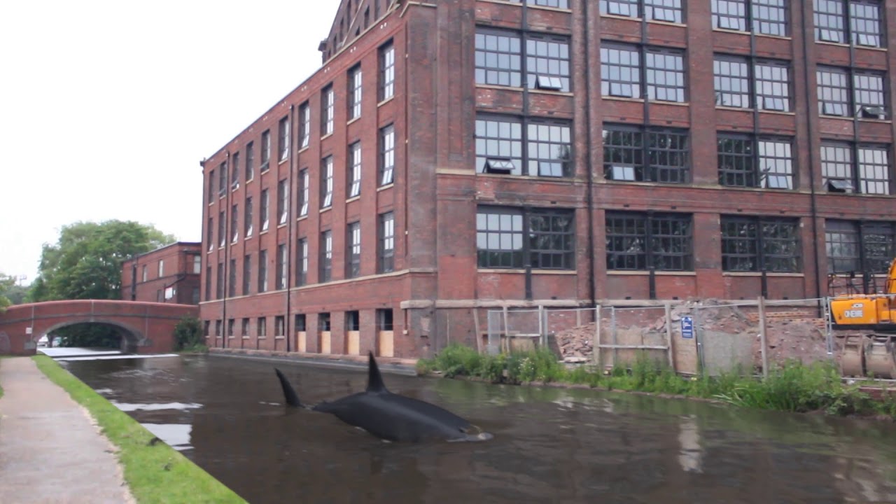 Canal Shark's Are Returning Back To The Wild - YouTube