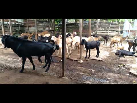 KAMBING JATAN LAGI KAWIN@NikenGreen5431