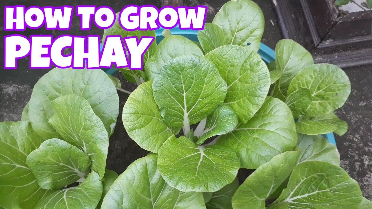 TIPS PAANO MAPABILIS ANG PAGLAKI NG PECHAY SA CONTAINER: Bokchoy / Pak ...